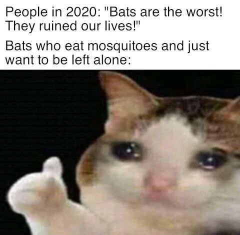 Thumbs Up Crying Cat - Meming Wiki