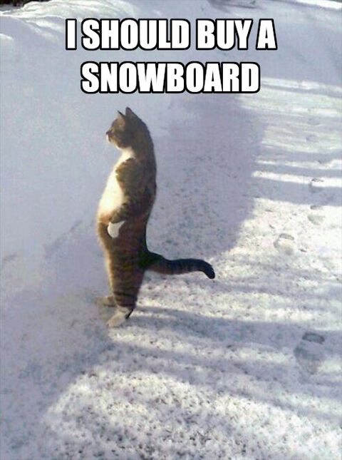 Cat Standing in the Snow - Meming Wiki
