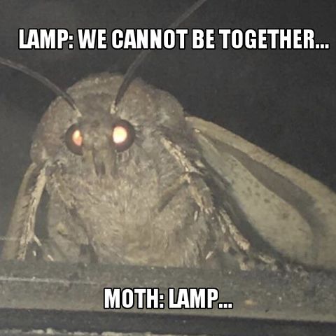 Moth Lamp - Meming Wiki