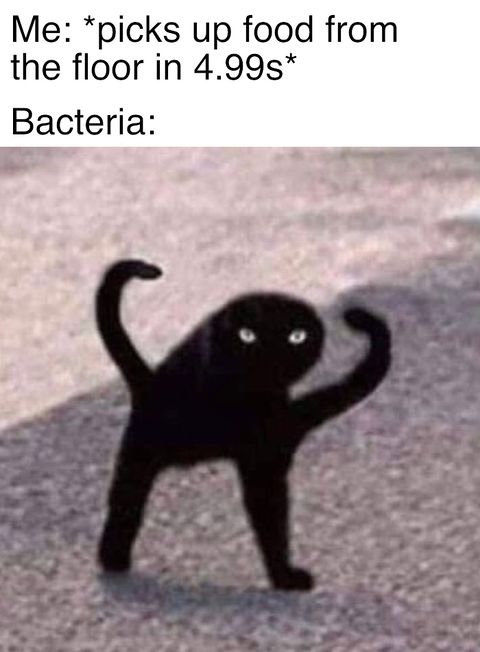 Cursed Cat - Meming Wiki