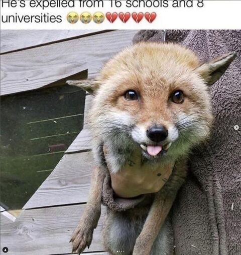 Awww the scrunkly - Meming Wiki