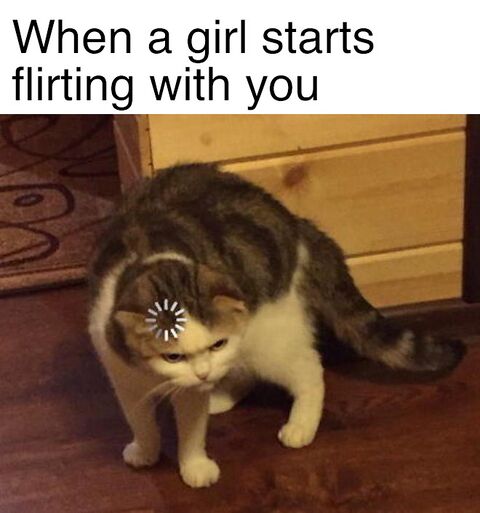 Loading Cat - Meming Wiki